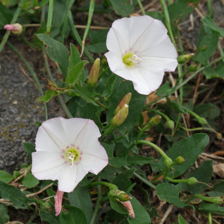Convolvulus arvensis (Acker-Winde)