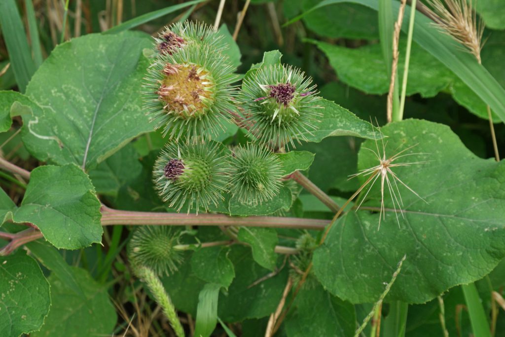 Große Klette (Arctium lappa)