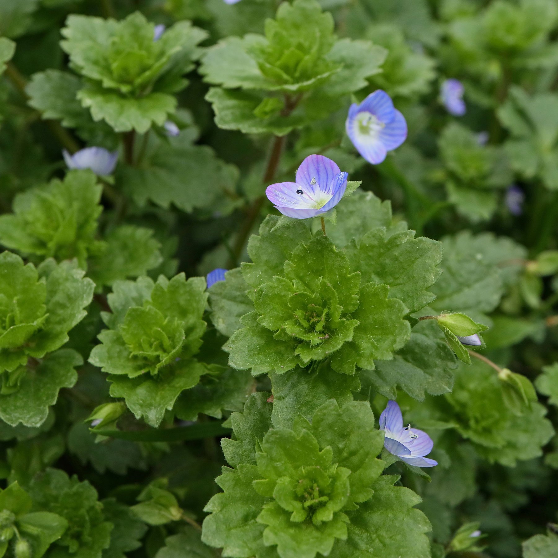 Veronica persica (Persischer Ehrenpreis)
