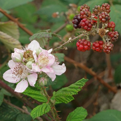 Brombeere (Rubus fruticosus agg.)