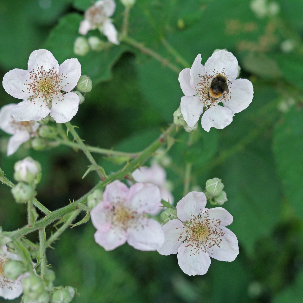 Brombeere (Rubus fruticosus agg.)