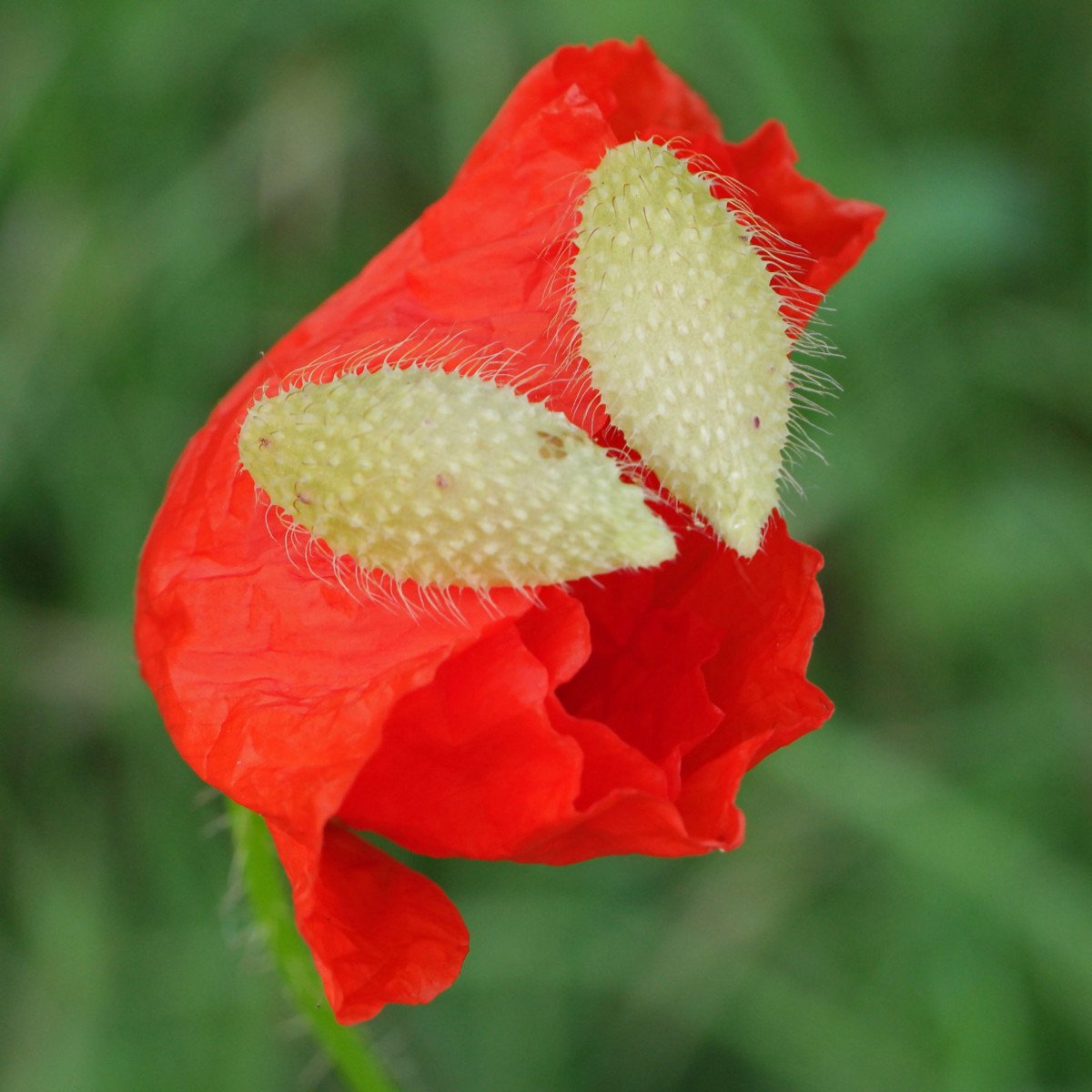 Klatsch-Mohn (Papaver rhoeas)
