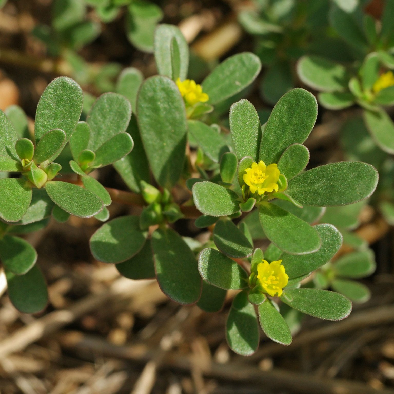Portulak (Portulaca oleracea)