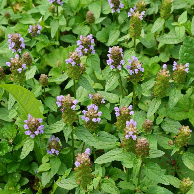 Kleine Braunelle (Prunella vulgaris)